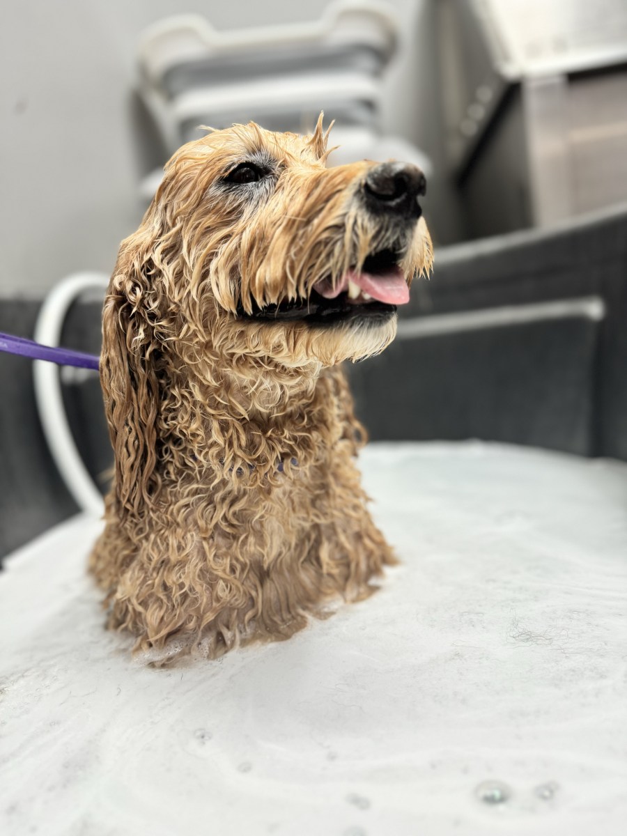 THERA-CLEAN® MICROBUBBLES – Countryside Pet Grooming